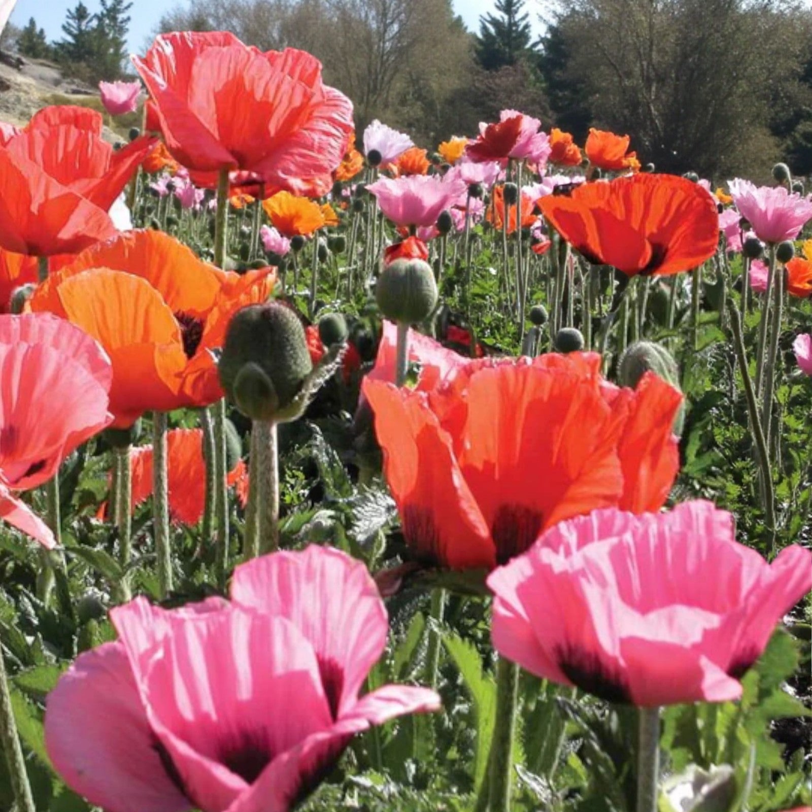 Poppy Bare Root Mix