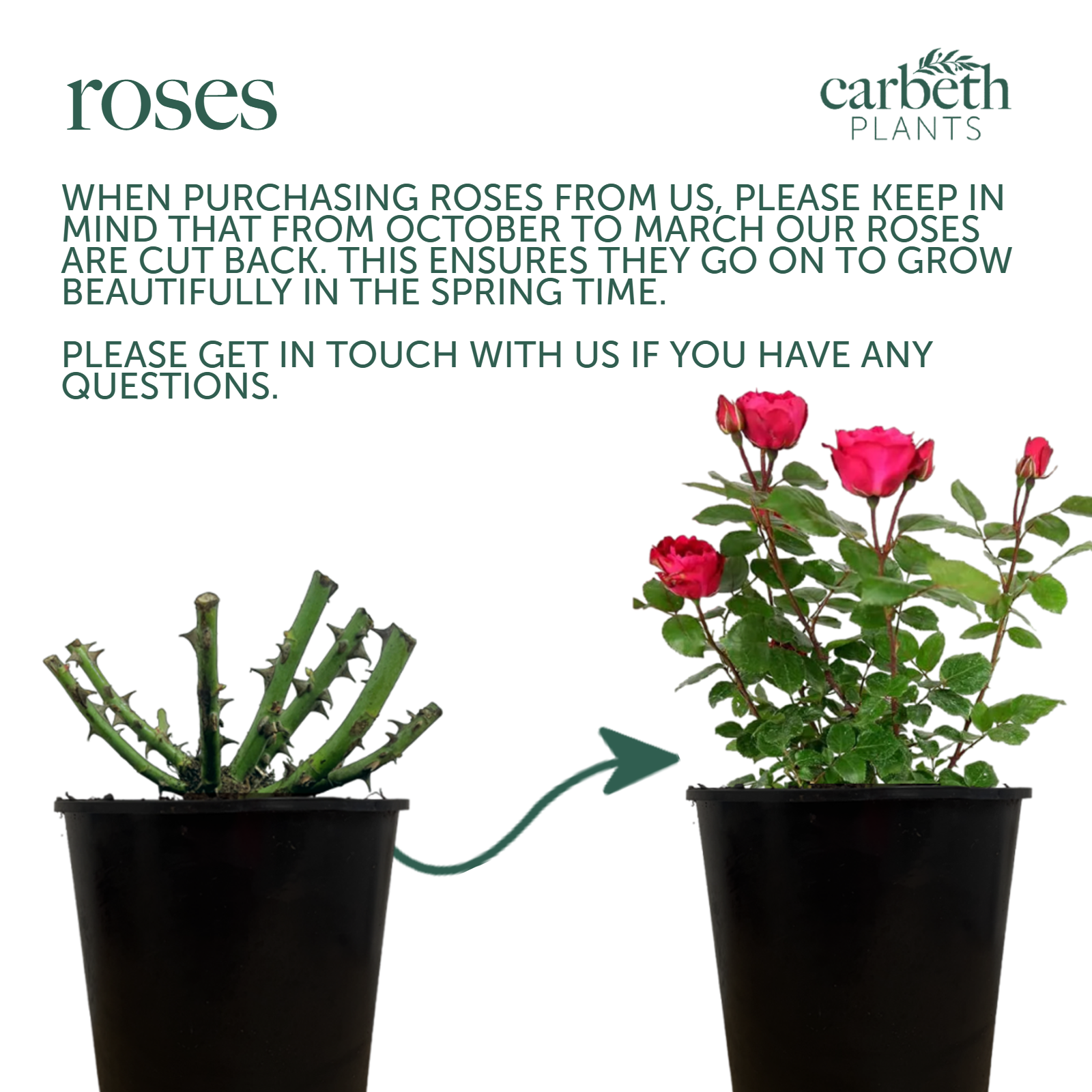 Lace 13th Wedding Anniversary Rose Bush Gift Wrapped – Carbeth Plants