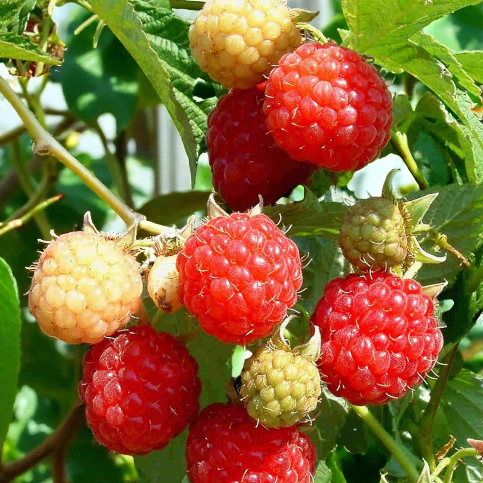 Raspberry Rubus Tulameen in 11cm Pot