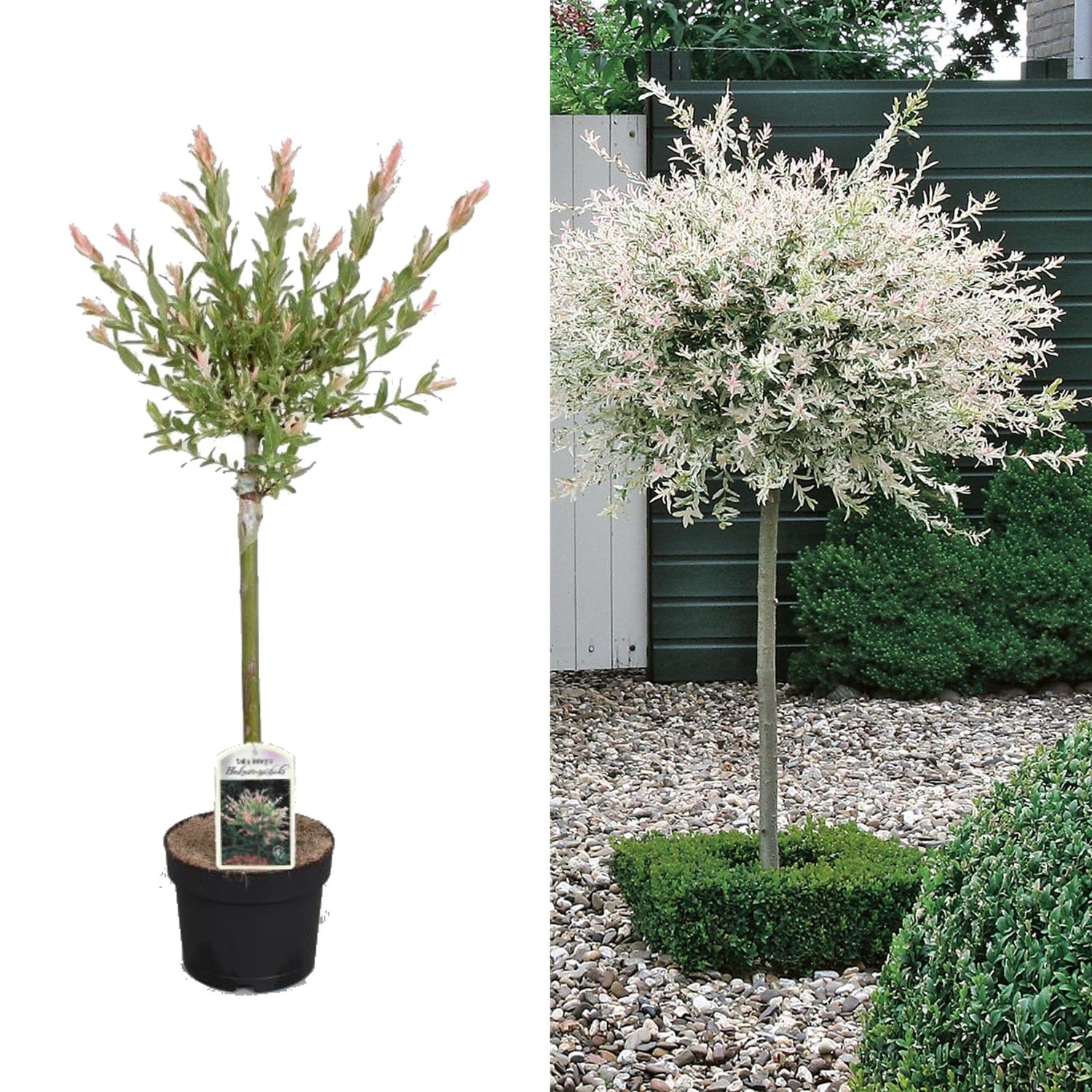 Buy Salix Integra 'Hakuro Nishiki' Flamingo Tree