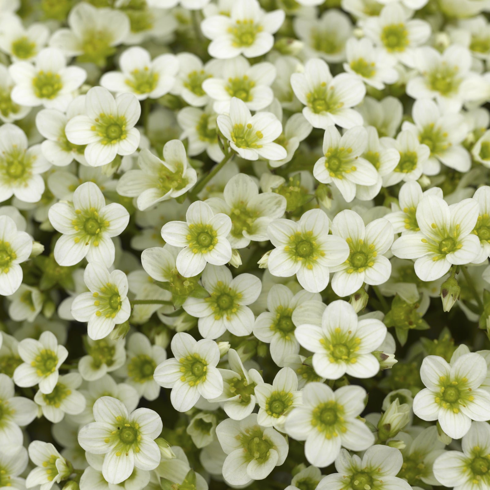 Saxifraga Mixed Rockfoil Plants (12 Plants)