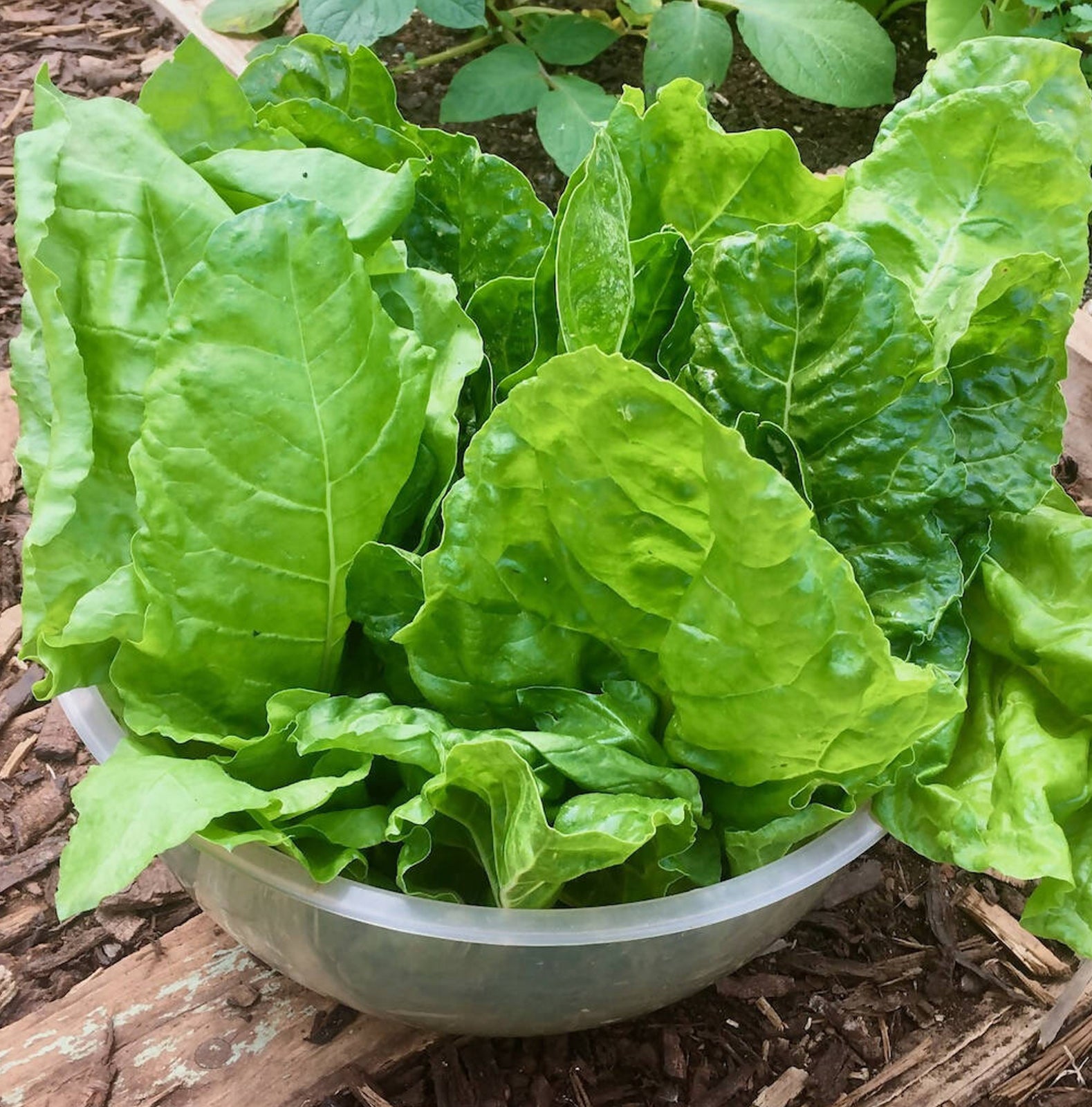 Spinach Beet 'Perpetual Spinach' (8 Pack) – Carbeth Plants