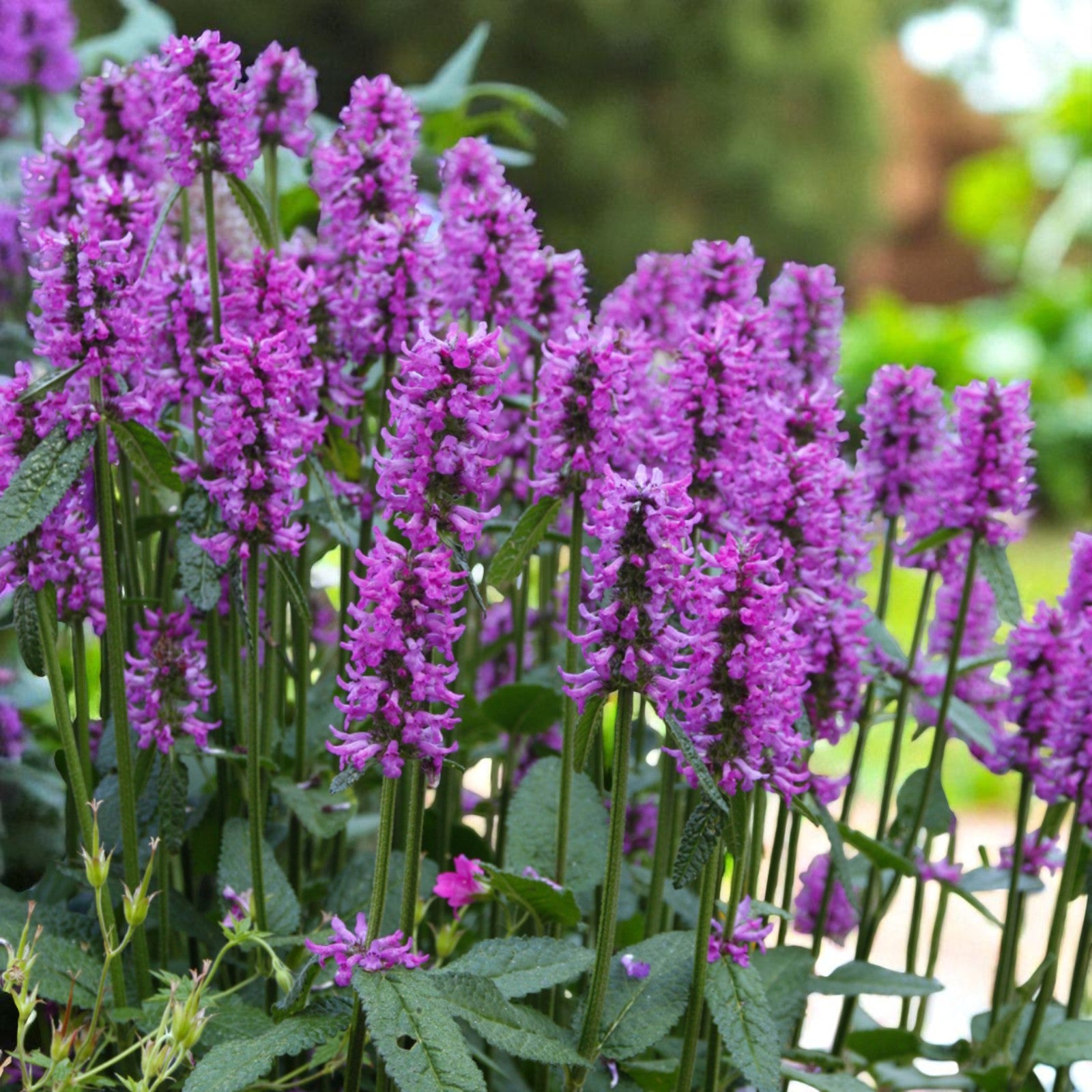 Stachys Plant