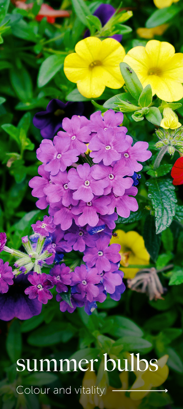 Buy Small & Miniature Rose Bushes