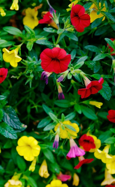 Buy Outdoor & Indoor Plants Online UK | Bedding, Bulbs & Shrubs