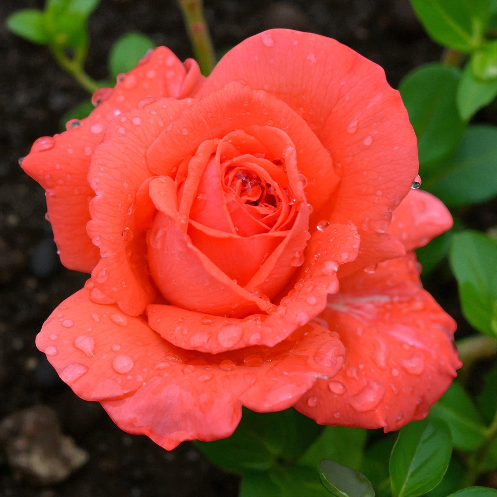 Super Star Bare Root Rose