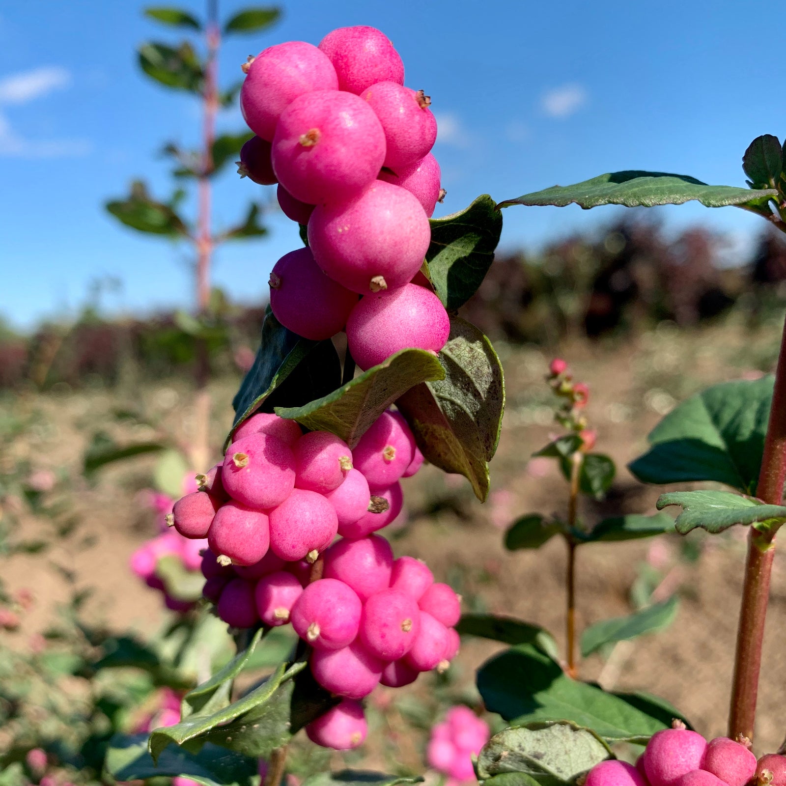 Symphoricarpos 'Magical Candy' – Carbeth Plants