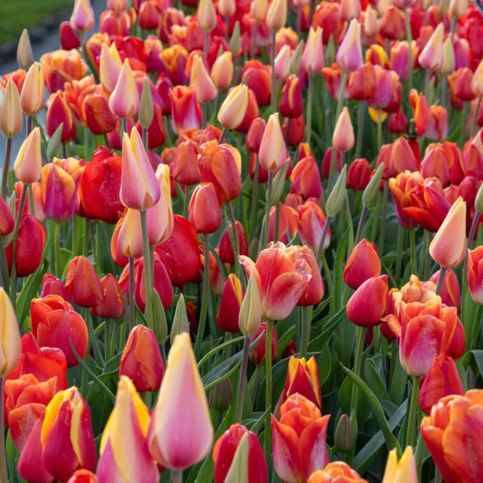 Tulip Spring Bulb Collection