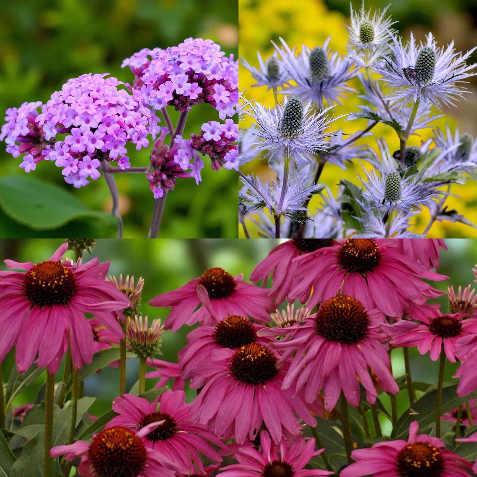 Verbena, Eryngium & Echinacea Bare Root Mix