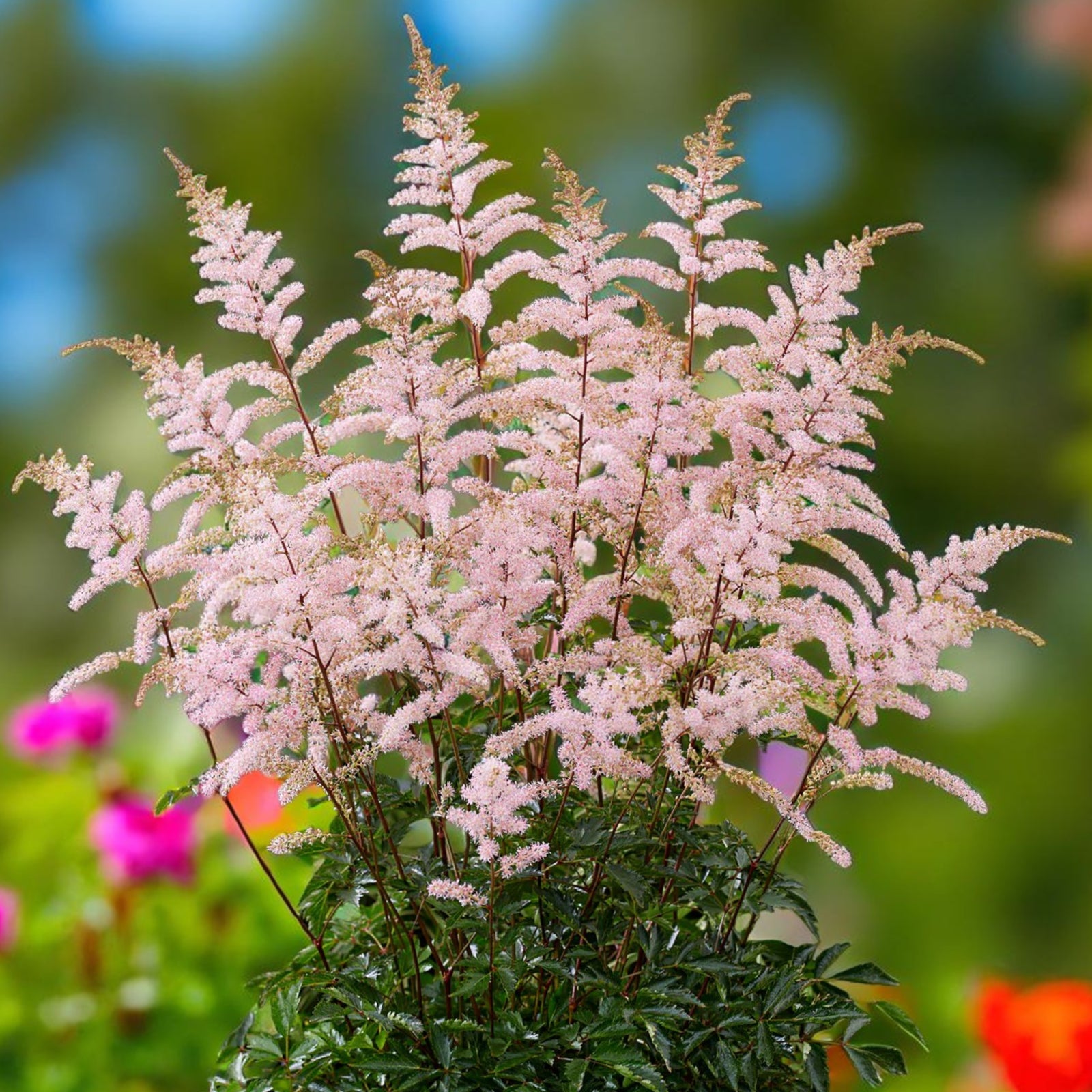 Astilbe Visions in Pink Bare Roots
