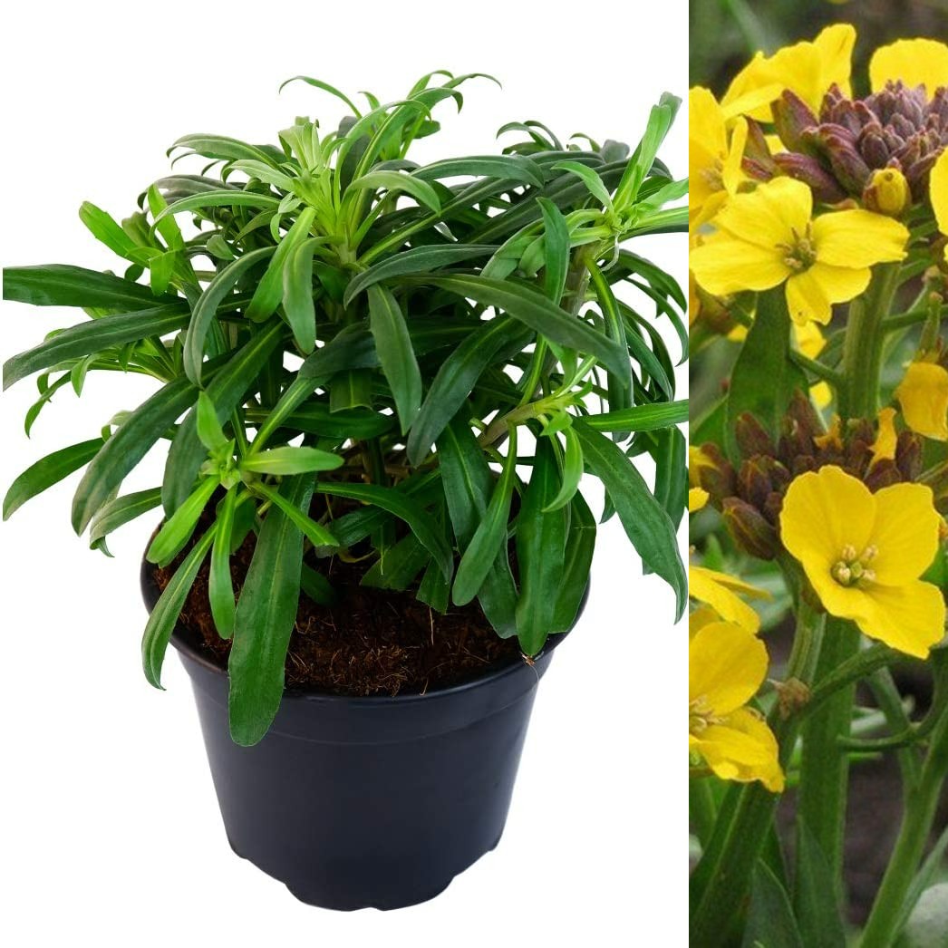Erysimum 'Yellow Bird' – Carbeth Plants